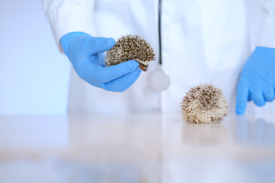 Veterinar Imagens – Procure 368 fotos, vetores e vídeos | Adobe Stock