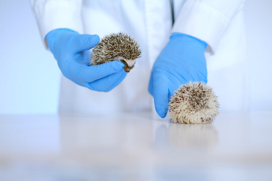 Veterinar Imagens – Procure 368 fotos, vetores e vídeos | Adobe Stock