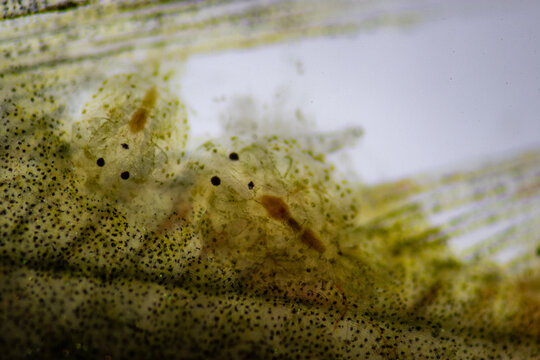 "Flame Cells" Bilder – Durchsuchen 79 Archivfotos, Vektorgrafiken und ...