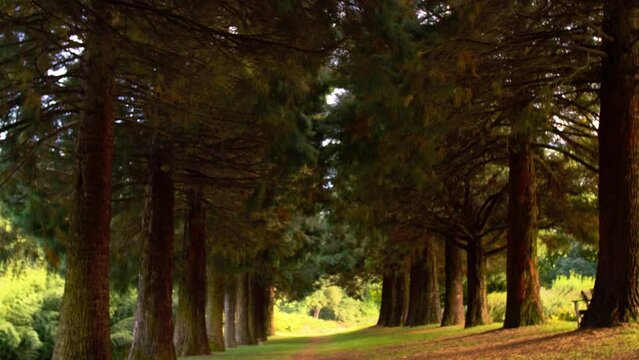 "Mammoth Tree" Images – Browse 111 Stock Photos, Vectors, and Video ...