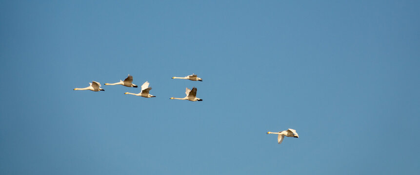 Migrate Bilder – Durchsuchen 71,361 Archivfotos, Vektorgrafiken und ...