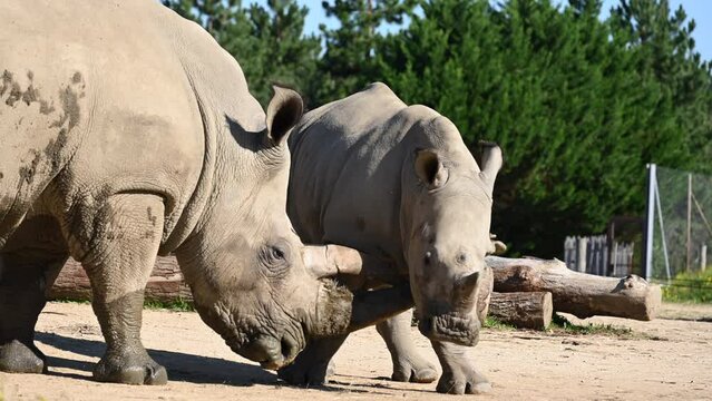 Hurt Zoo Animal Bilder – Durchsuchen 979 Archivfotos, Vektorgrafiken ...