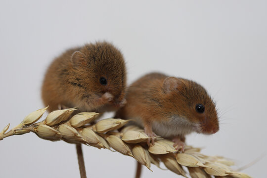 "Field Mice" Images – Browse 195 Stock Photos, Vectors, and Video ...