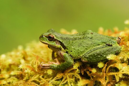 Blue Pacific Tree Frog