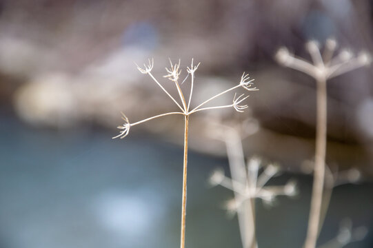 Frostblumen Bilder – Durchsuchen 165,515 Archivfotos, Vektorgrafiken ...