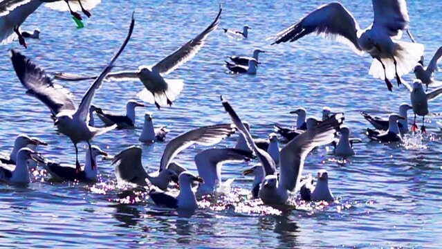 "Heuglin's Gull" Images – Browse 405 Stock Photos, Vectors, and Video ...