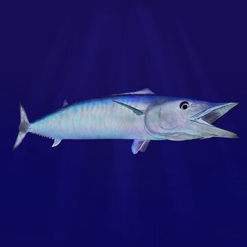 Wahoo Fish Underwater