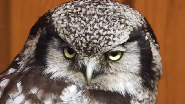 "Boreal Owl"-Bilder: Stock-Fotos & -Videos. | Adobe Stock