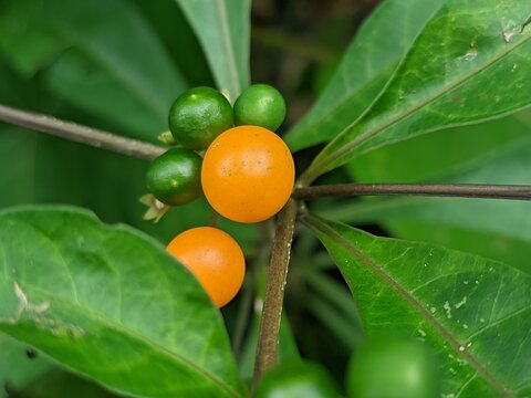 Leunca Images – Browse 55 Stock Photos, Vectors, and Video | Adobe Stock