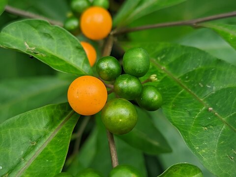 Leunca Images – Browse 55 Stock Photos, Vectors, and Video | Adobe Stock