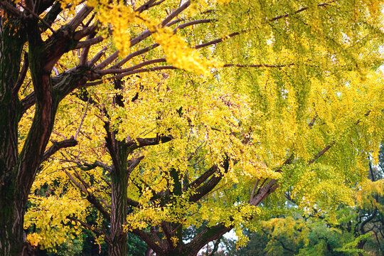 รูปภาพGinkgoales – เลือกดูภาพถ่ายสต็อก เวกเตอร์ และวิดีโอ486 | Adobe Stock
