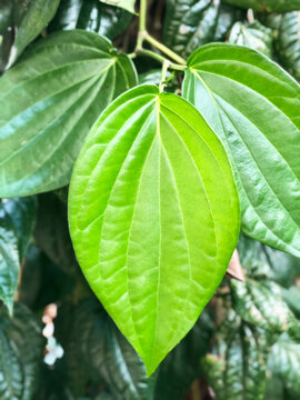 Bulath bilder – Bläddra bland 2 stockfoton, vektorer och videor | Adobe ...