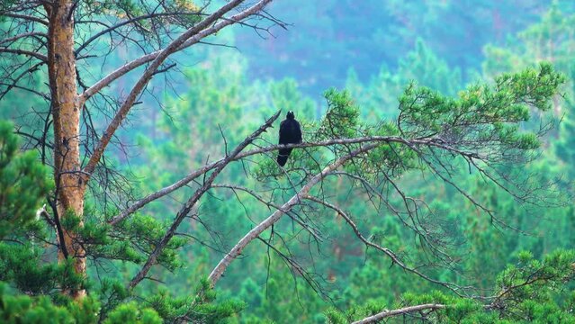 "Siberian Taiga"-Bilder: Stock-Fotos & -Videos. | Adobe Stock