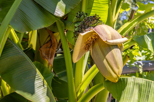 Bananne Images – Browse 45 Stock Photos, Vectors, and Video | Adobe Stock