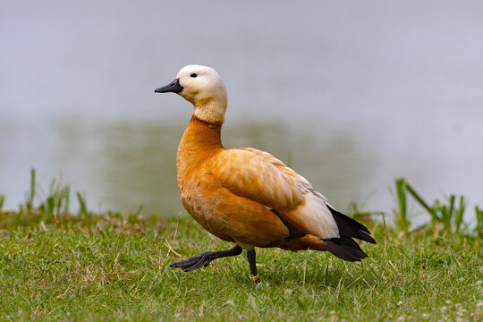 รูปภาพChakravaka – เลือกดูภาพถ่ายสต็อก เวกเตอร์ และวิดีโอ4,927 | Adobe ...