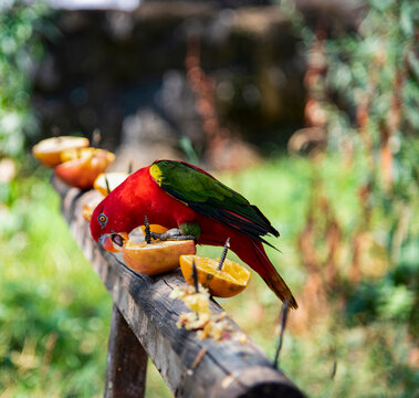 รูปภาพBirdy – เลือกดูภาพถ่ายสต็อก เวกเตอร์ และวิดีโอ2,635 | Adobe Stock