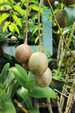 Pommecythere Bilder – Durchsuchen 964 Archivfotos, Vektorgrafiken und ...