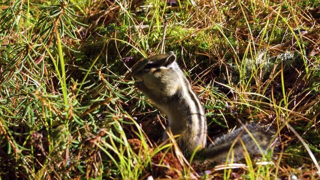 "Pinus Sibirica" Images – Browse 3,083 Stock Photos, Vectors, and Video ...
