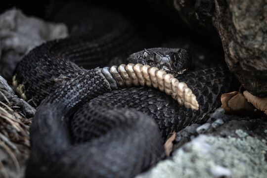 "Timber Rattlesnake" Images – Browse 268 Stock Photos, Vectors, and ...