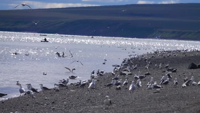 "Mongolian Gull" Images – Browse 220 Stock Photos, Vectors, and Video ...