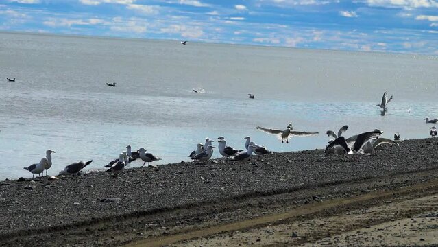 "Heuglin's Gull" Images – Browse 408 Stock Photos, Vectors, and Video ...