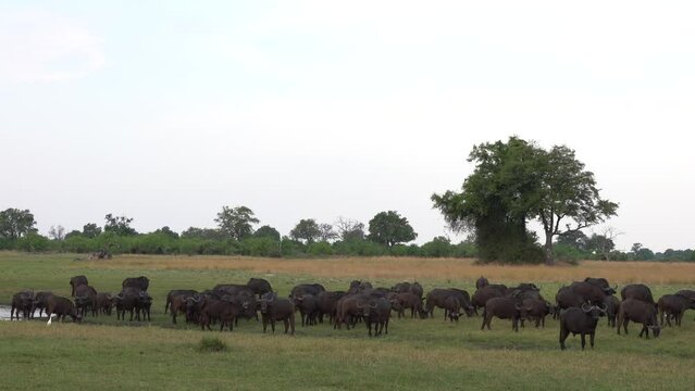 Buffelo Images – Browse 188 Stock Photos, Vectors, and Video | Adobe Stock