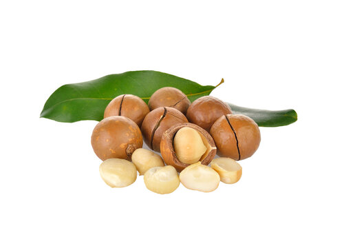 Open Nutshell Bilder – Durchsuchen 41,414 Archivfotos, Vektorgrafiken ...