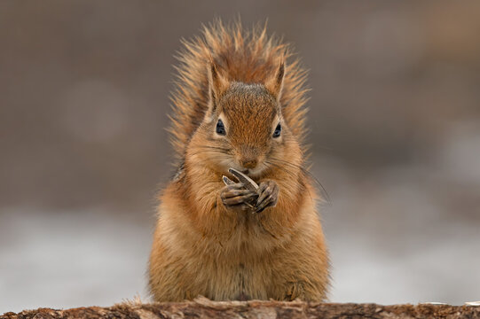 รูปภาพMarmotini – เลือกดูภาพถ่ายสต็อก เวกเตอร์ และวิดีโอ20,877 | Adobe ...