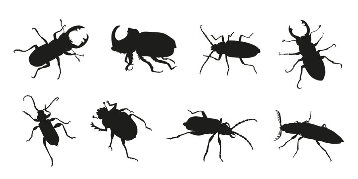 Beetle Images – Browse 128,465 Stock Photos, Vectors, and Video | Adobe ...