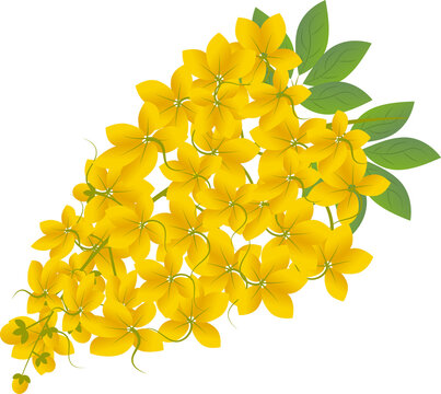 Amaltas bilder – Bläddra bland 11,031 stockfoton, vektorer och videor ...