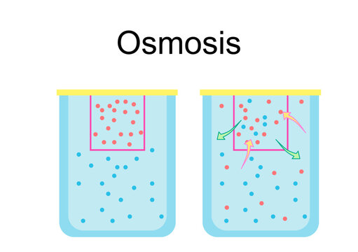 รูปภาพOsmotic – เลือกดูภาพถ่ายสต็อก เวกเตอร์ และวิดีโอ496 | Adobe Stock