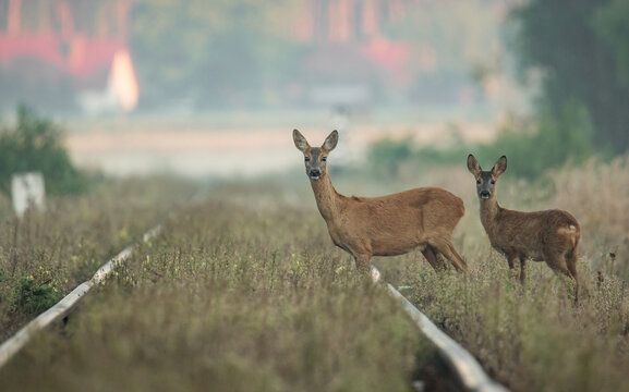 Imágenes de Roe: descubre bancos de fotos, ilustraciones, vectores y ...