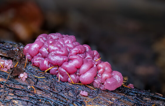 「Gallert」の写真素材 | 210件の無料イラスト画像 | Adobe Stock