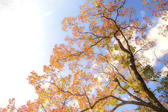 Dinusha photos, images, assets | Adobe Stock