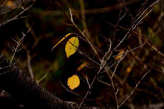 Dinusha photos, images, assets | Adobe Stock