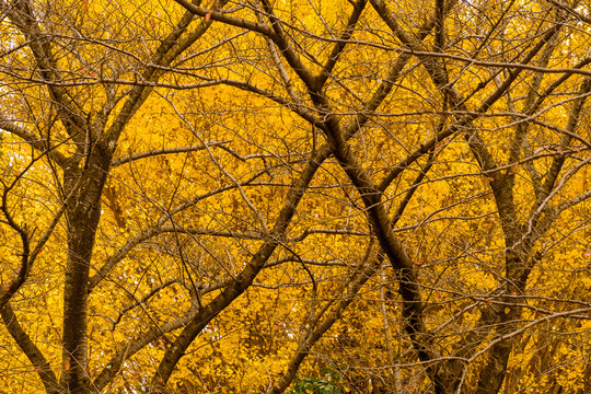 Dinusha photos, images, assets | Adobe Stock