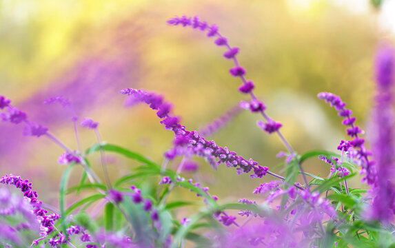 Dinusha photos, images, assets | Adobe Stock