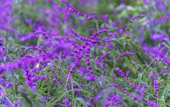 Dinusha photos, images, assets | Adobe Stock