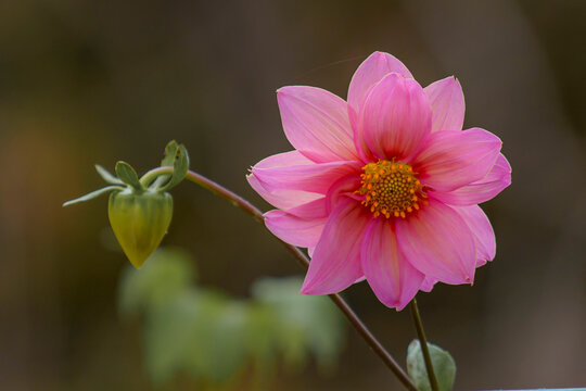 Dinusha photos, images, assets | Adobe Stock