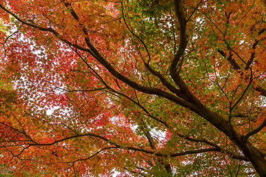 Dinusha photos, images, assets | Adobe Stock