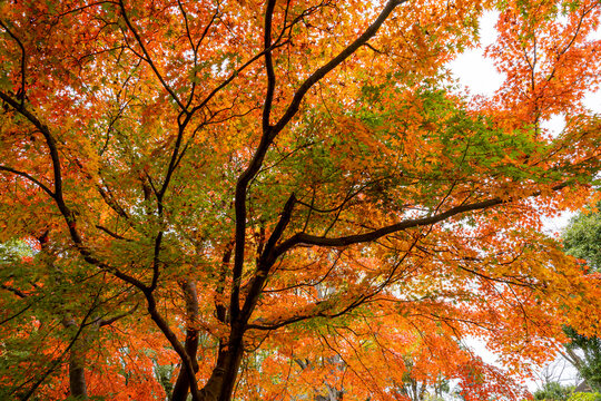 Dinusha photos, images, assets | Adobe Stock