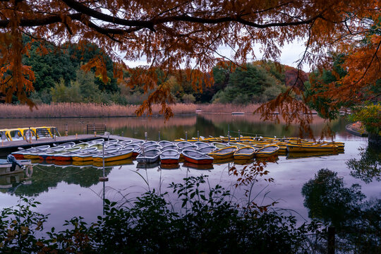 Dinusha photos, images, assets | Adobe Stock