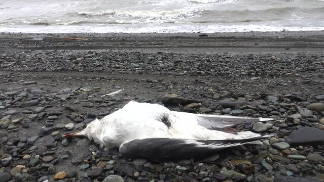 Dead Seagull"」の写真素材 | 18件の無料イラスト画像 | Adobe Stock