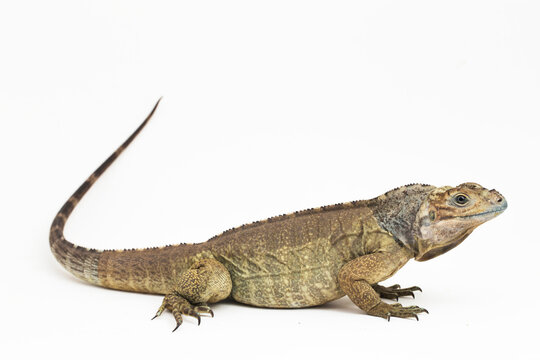 รูปภาพSquamates – เลือกดูภาพถ่ายสต็อก เวกเตอร์ และวิดีโอ12,204 | Adobe ...