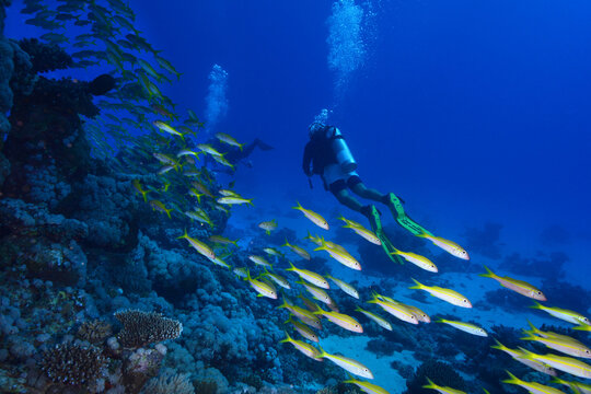 Oceanographer Images – Browse 12,073 Stock Photos, Vectors, and Video ...