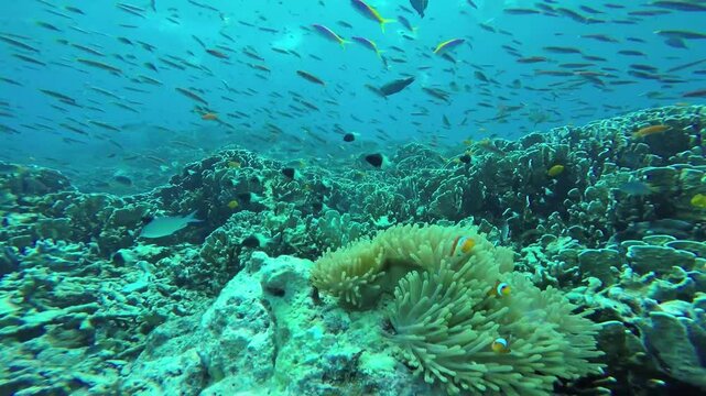 รูปภาพNemo – เลือกดูภาพถ่ายสต็อก เวกเตอร์ และวิดีโอ24,463 | Adobe Stock