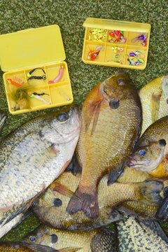 "Black Crappie" Bilder – Durchsuchen 115 Archivfotos, Vektorgrafiken ...