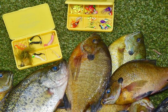 "Black Crappie" Images – Browse 95 Stock Photos, Vectors, and Video ...