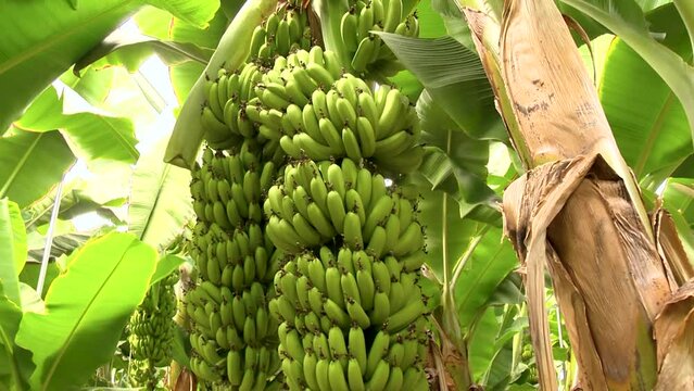 Banana Tree Wallpaper Hd 4k
