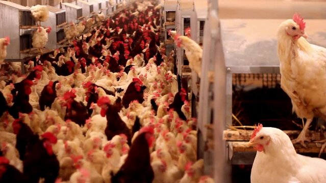 Hennery bilder – Bläddra bland 3,642 stockfoton, vektorer och videor ...